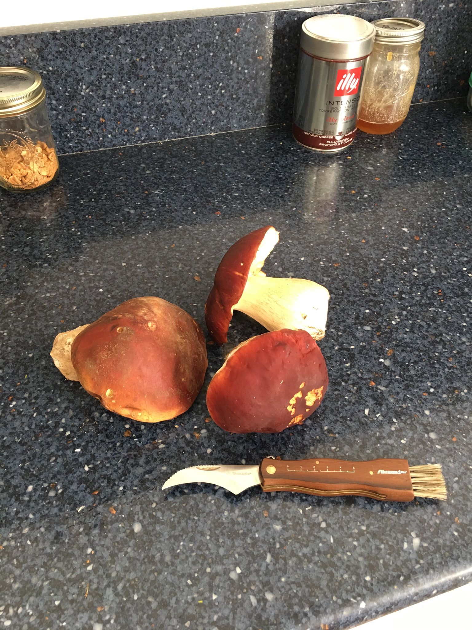 If you see these mushrooms, please let me know. | Rising Sun 4WD Club Forum